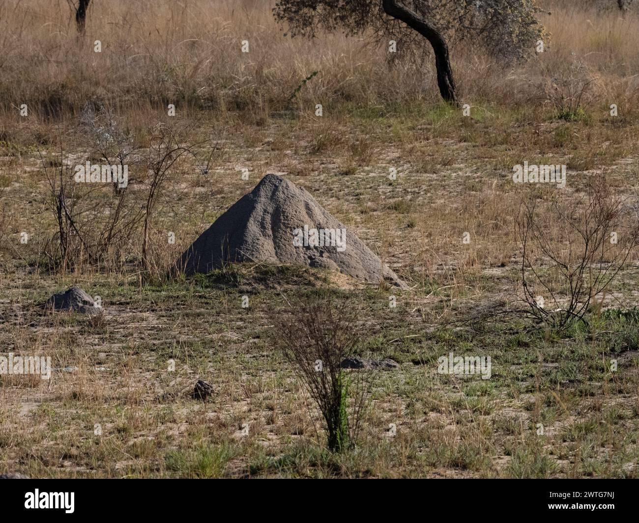 Termite mounds, Ranohira, Ihosy, Ihorombe, Madagascar Stock Photo - Alamy