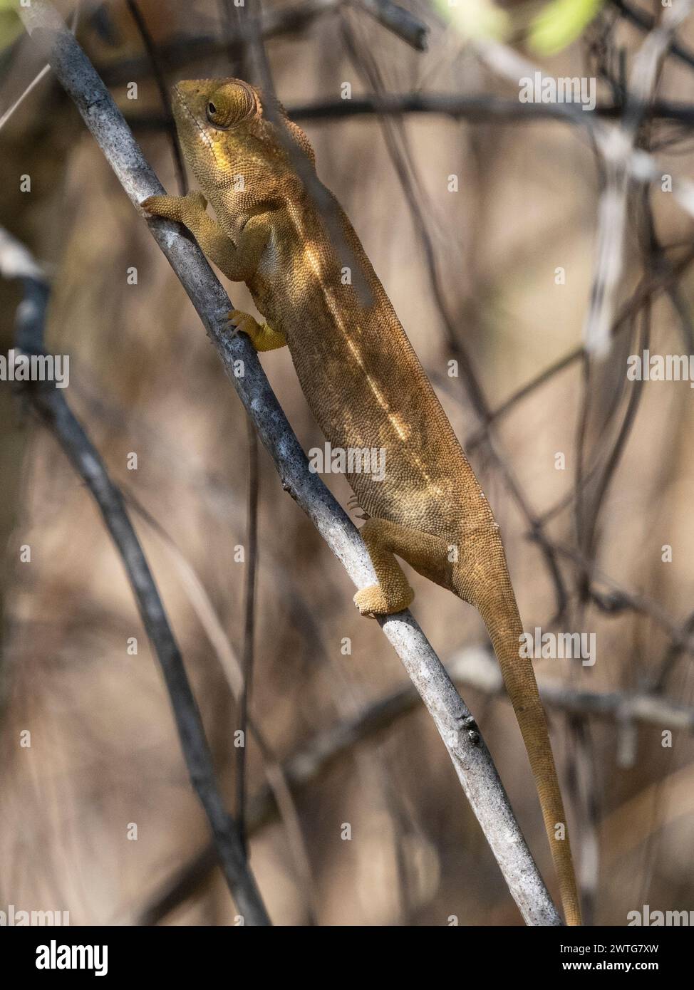 Furcifer major hi-res stock photography and images - Alamy