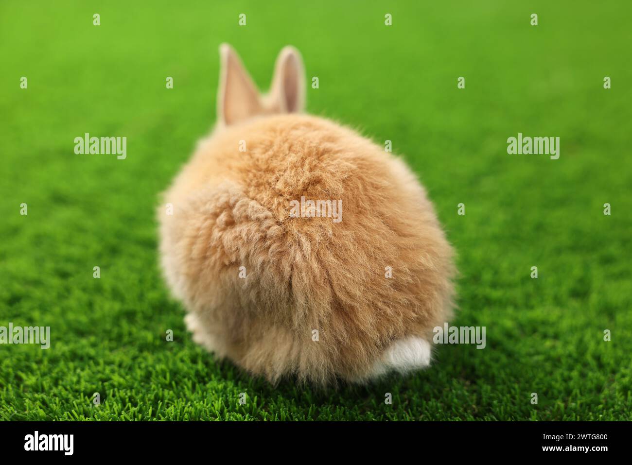 Cute little rabbit on grass, back view. Adorable pet Stock Photo - Alamy