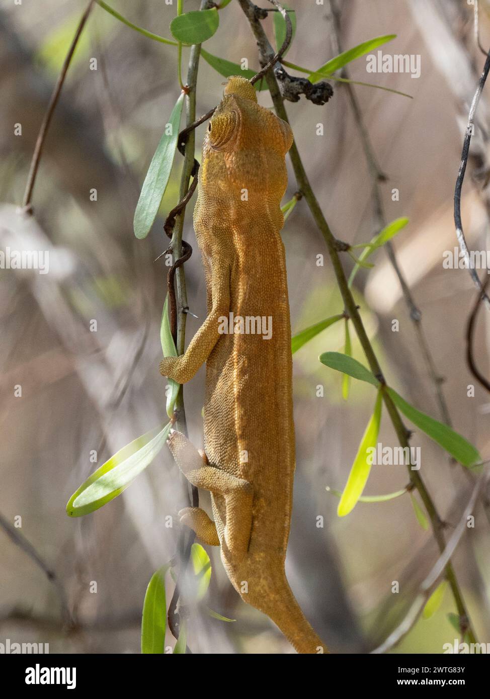 Furcifer major hi-res stock photography and images - Alamy