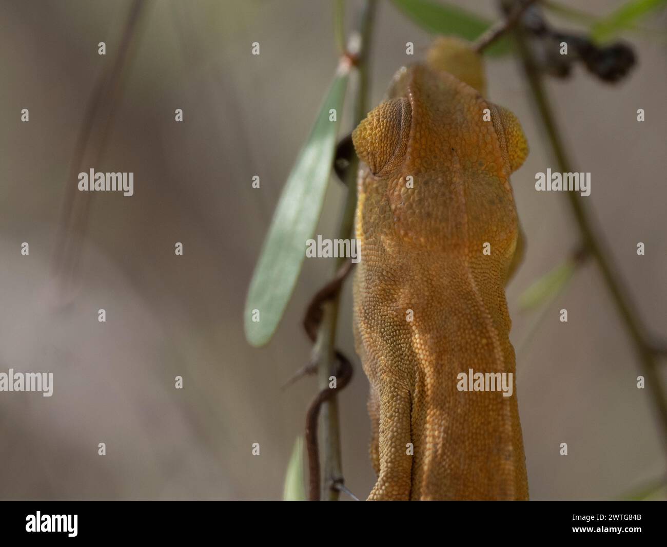 Southern carpet chameleon, Furcifer major, Isalo National Park ...