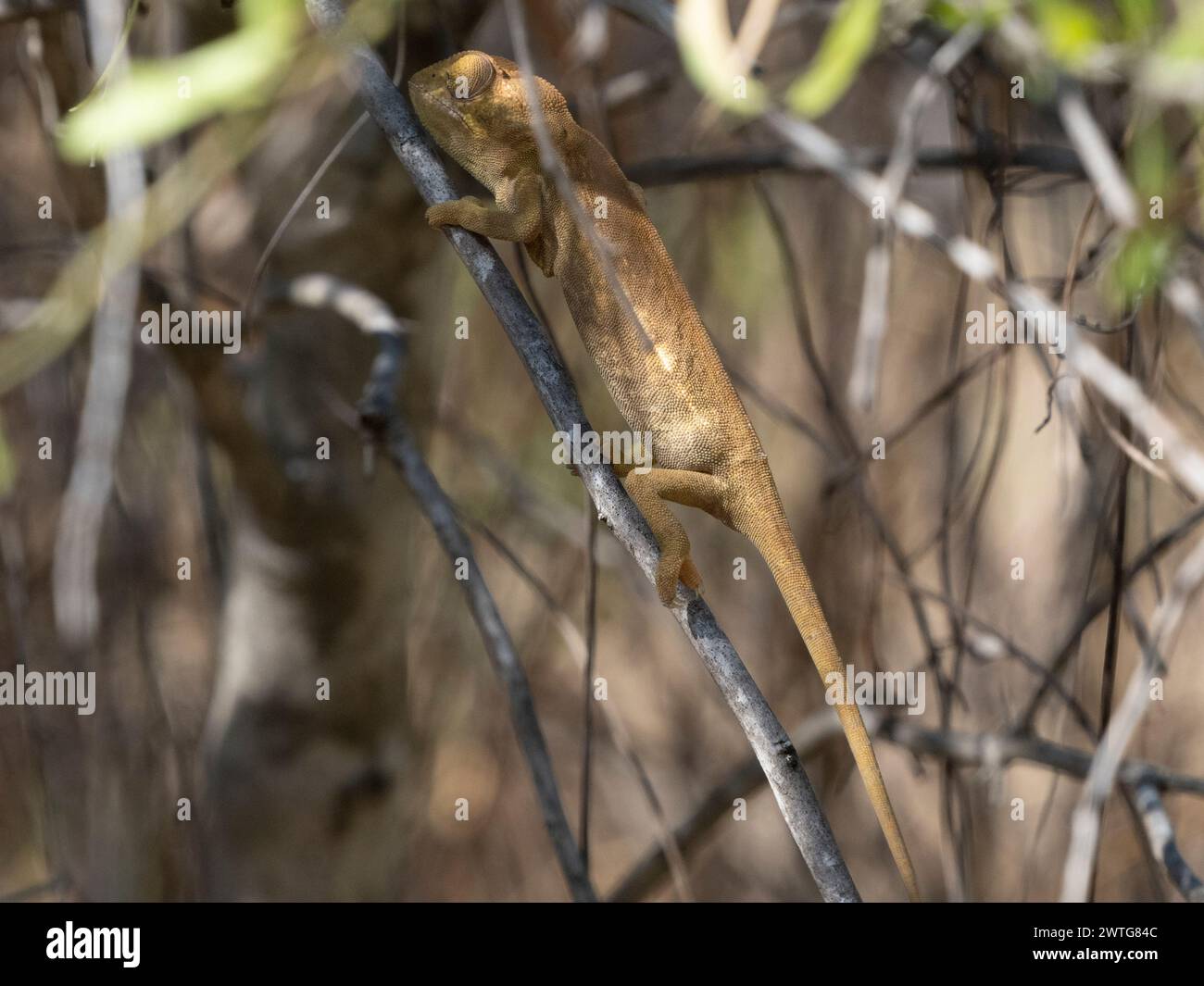 Parque nacional de isalo hi-res stock photography and images - Alamy