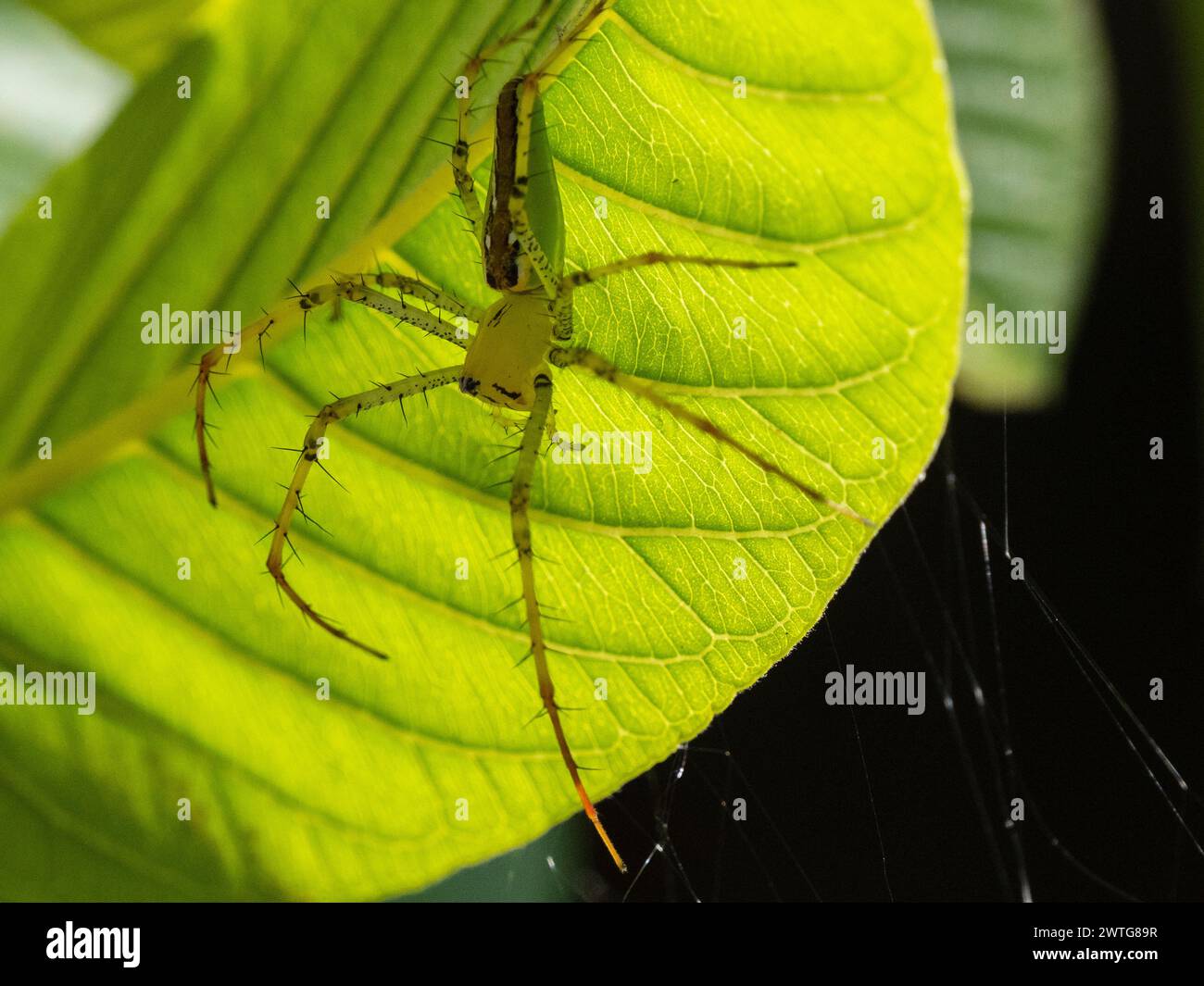 Malagasy green lynx spider,Peucetia lucasi, Isalo National Park ...