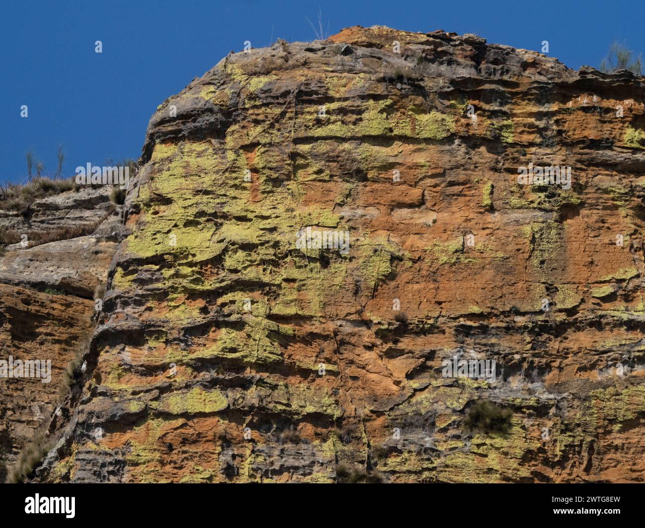 African gold lichen hi-res stock photography and images - Alamy