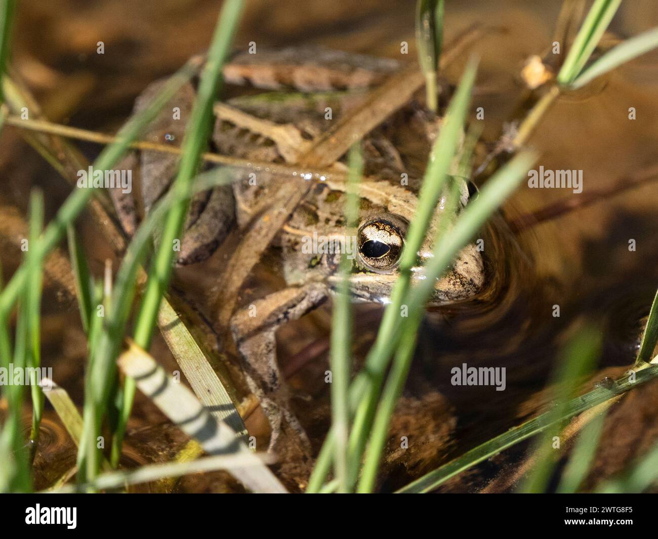 Mascarene grass frog, Ptychadena mascareniensis, Isalo National Park ...