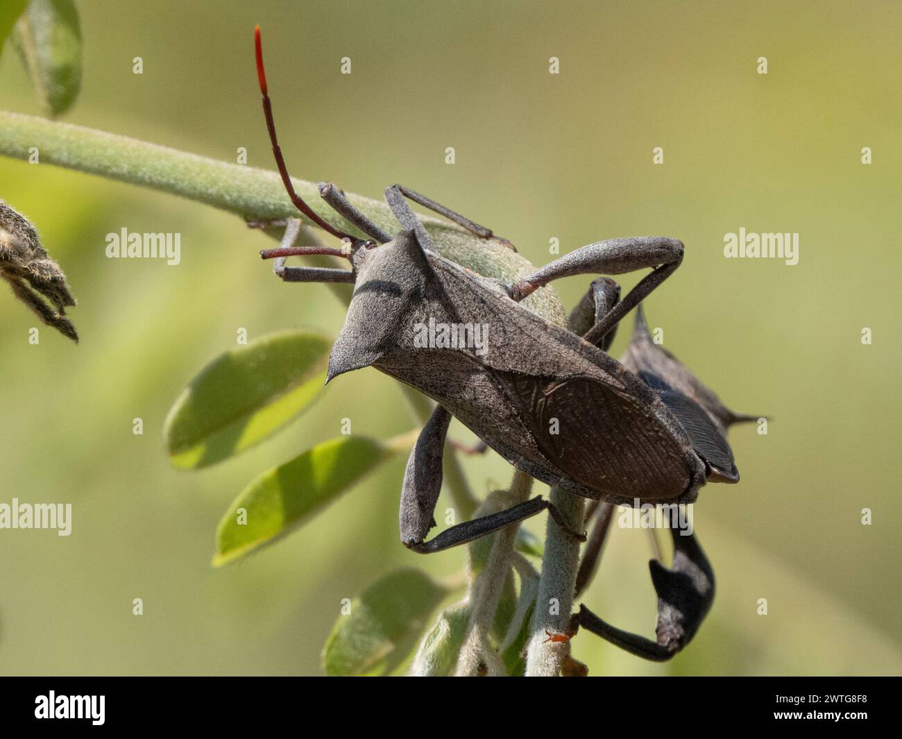 Leaf-footed bug, Anoplocnemis madagascariensis, Isalo National Park ...