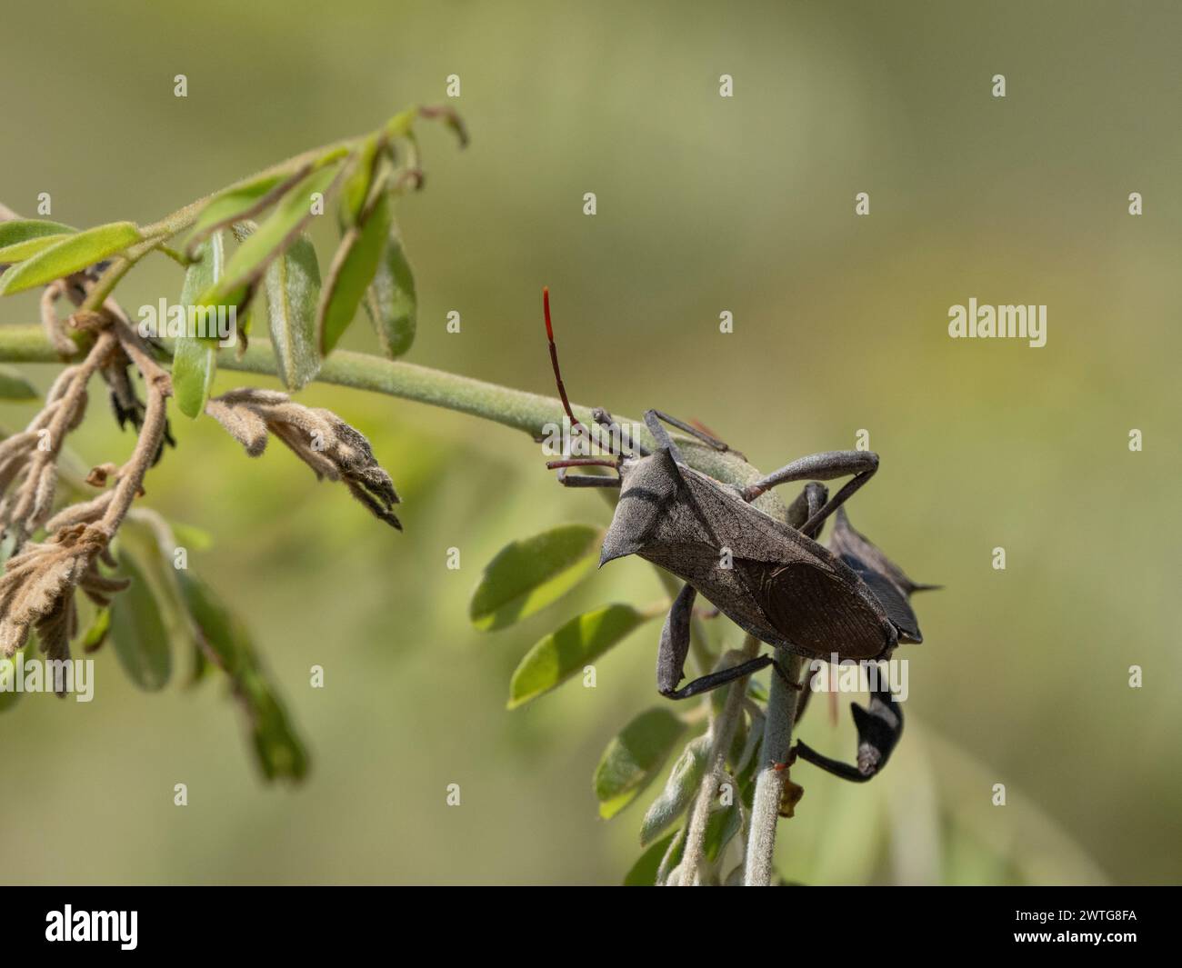 Leaf-footed bug, Anoplocnemis madagascariensis, Isalo National Park ...