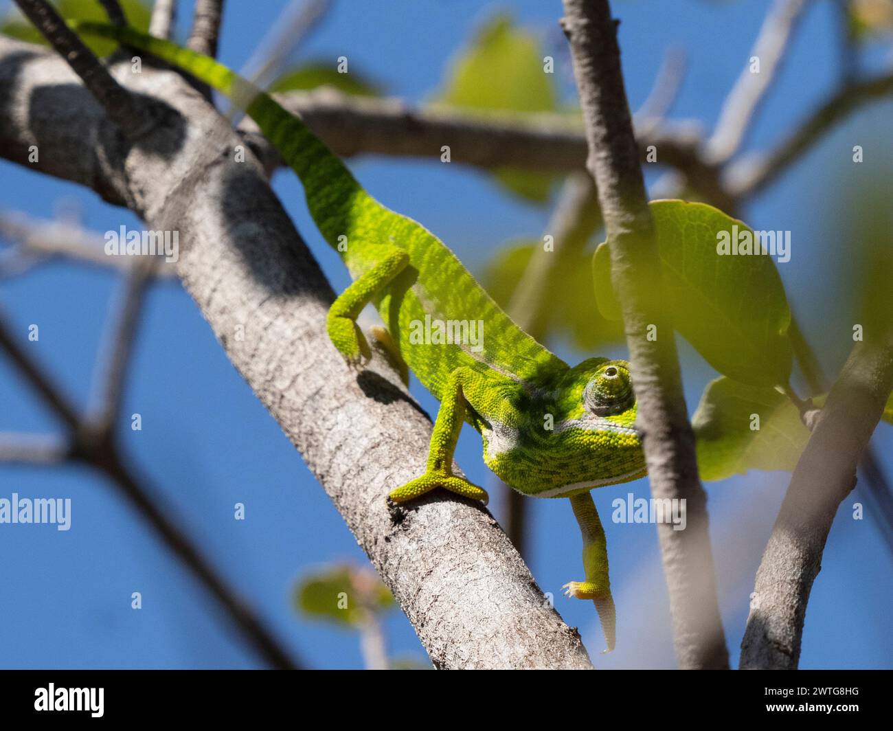 Furcifer major hi-res stock photography and images - Alamy
