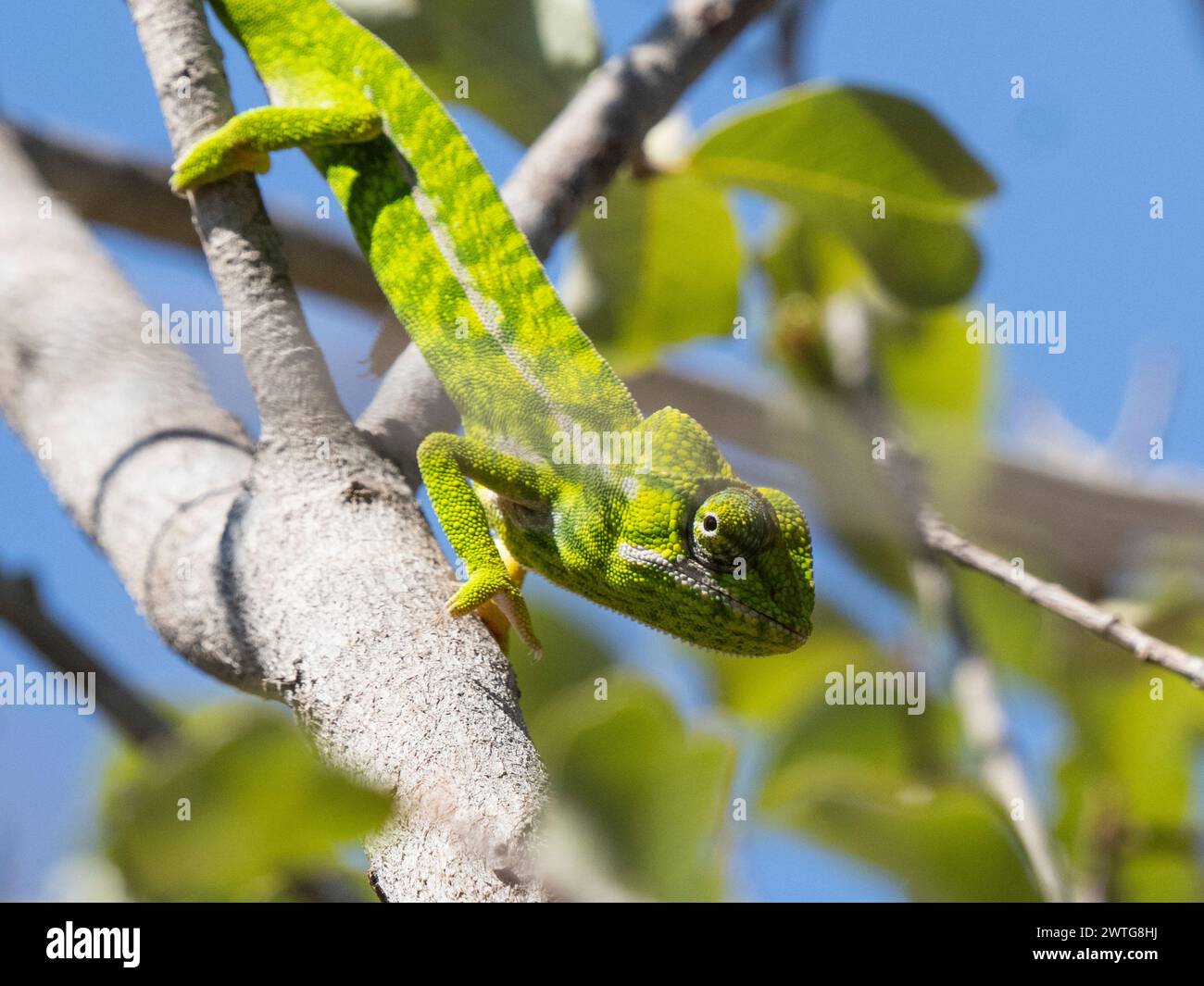 Southern carpet chameleon, Furcifer major, Isalo National Park ...