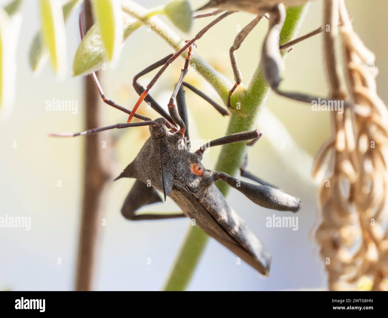 Leaf-footed bug, Anoplocnemis madagascariensis, Isalo National Park ...