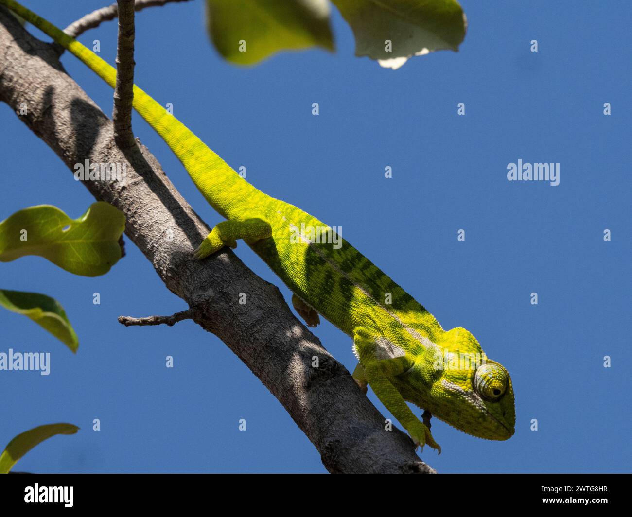 Southern carpet chameleon, Furcifer major, Isalo National Park ...