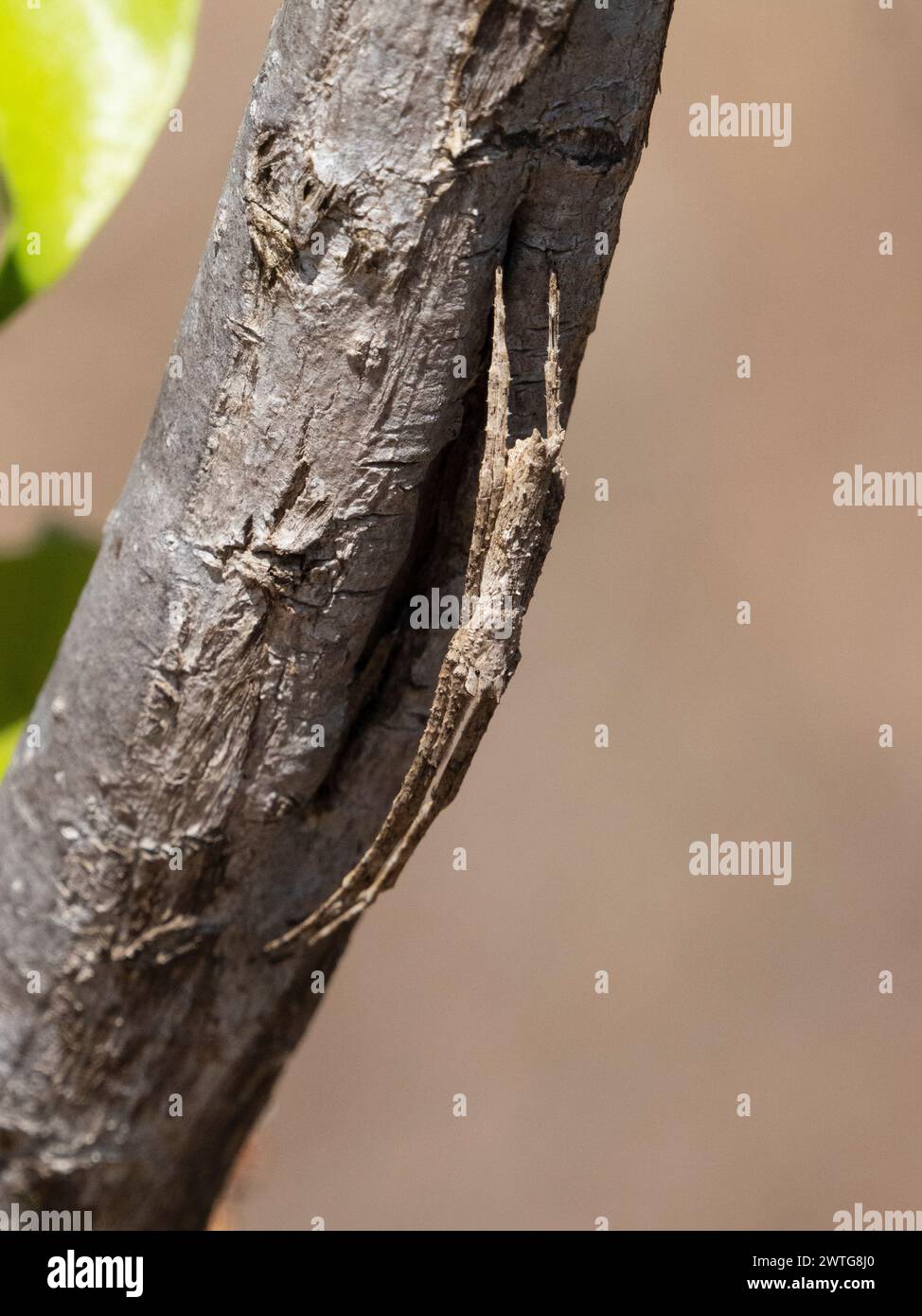 Madagascar net-casting spider, Deinopis madagascariensis, Isalo ...