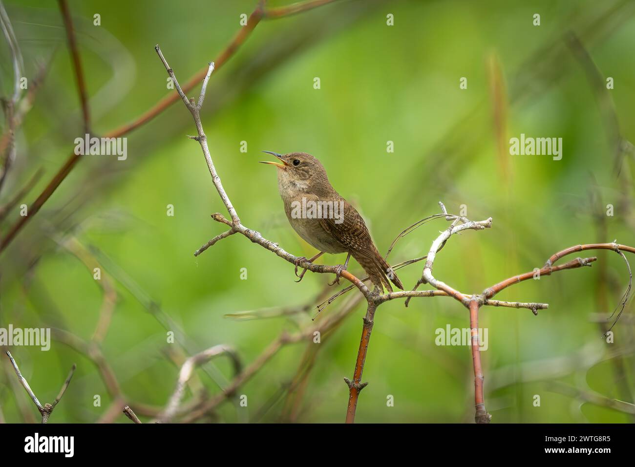 thrush singing in the woods on a small branch Stock Photo - Alamy