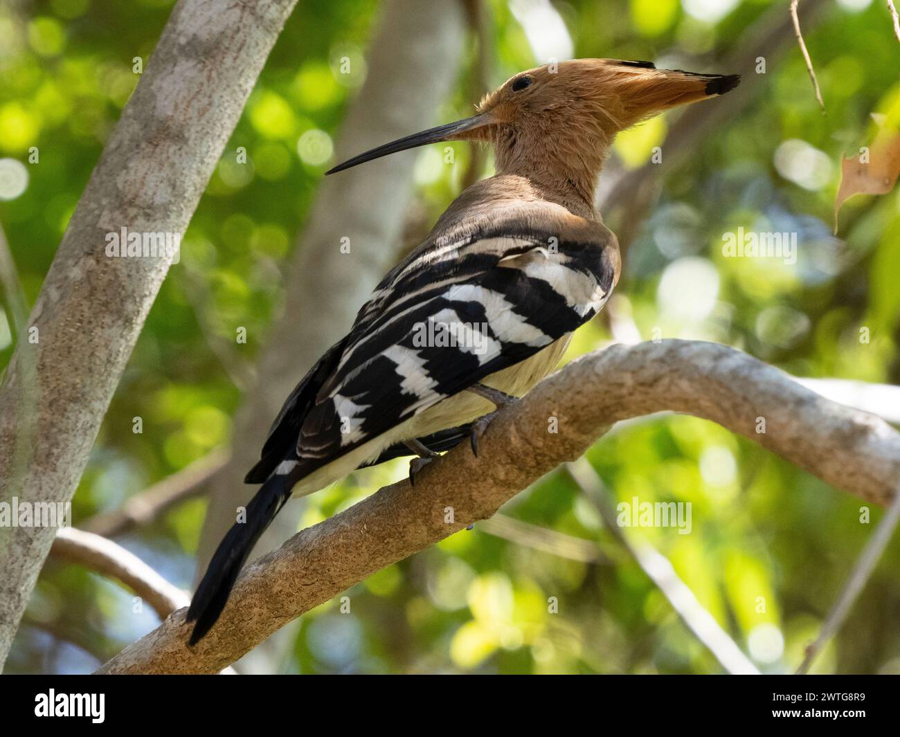 Madagascar hoopoe, Upupa marginata, Isalo National Park, Madagascar ...