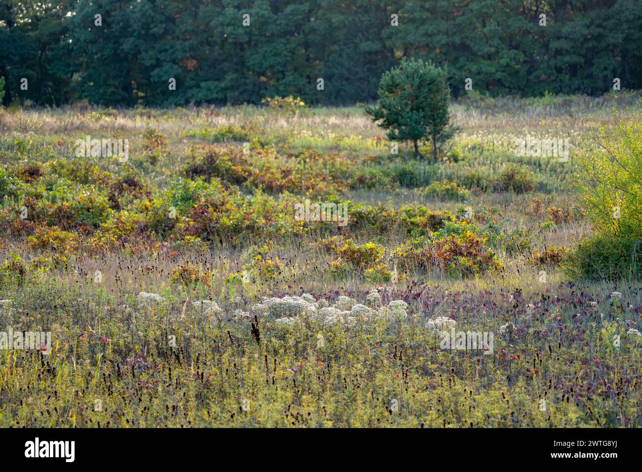 Midwestern meadow hi-res stock photography and images - Alamy