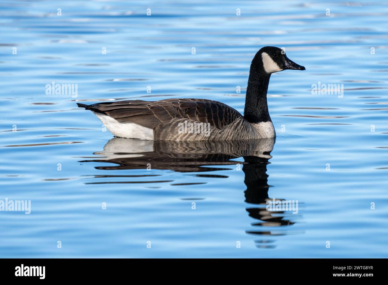 canada goose swimming on a clear blue lake Stock Photo - Alamy