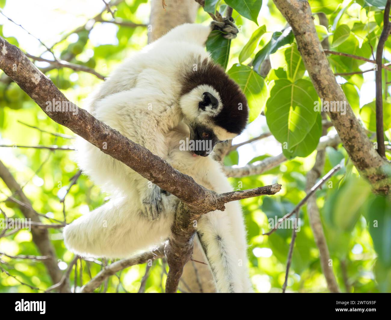 Verreaux's sifaka, Propithecus verreauxi, Isalo National Park ...