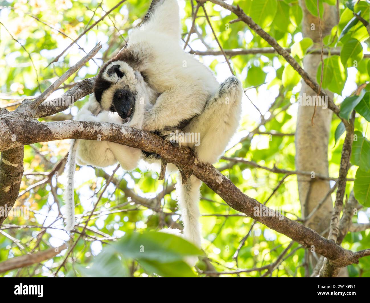 Nacional de madagascar hi-res stock photography and images - Alamy