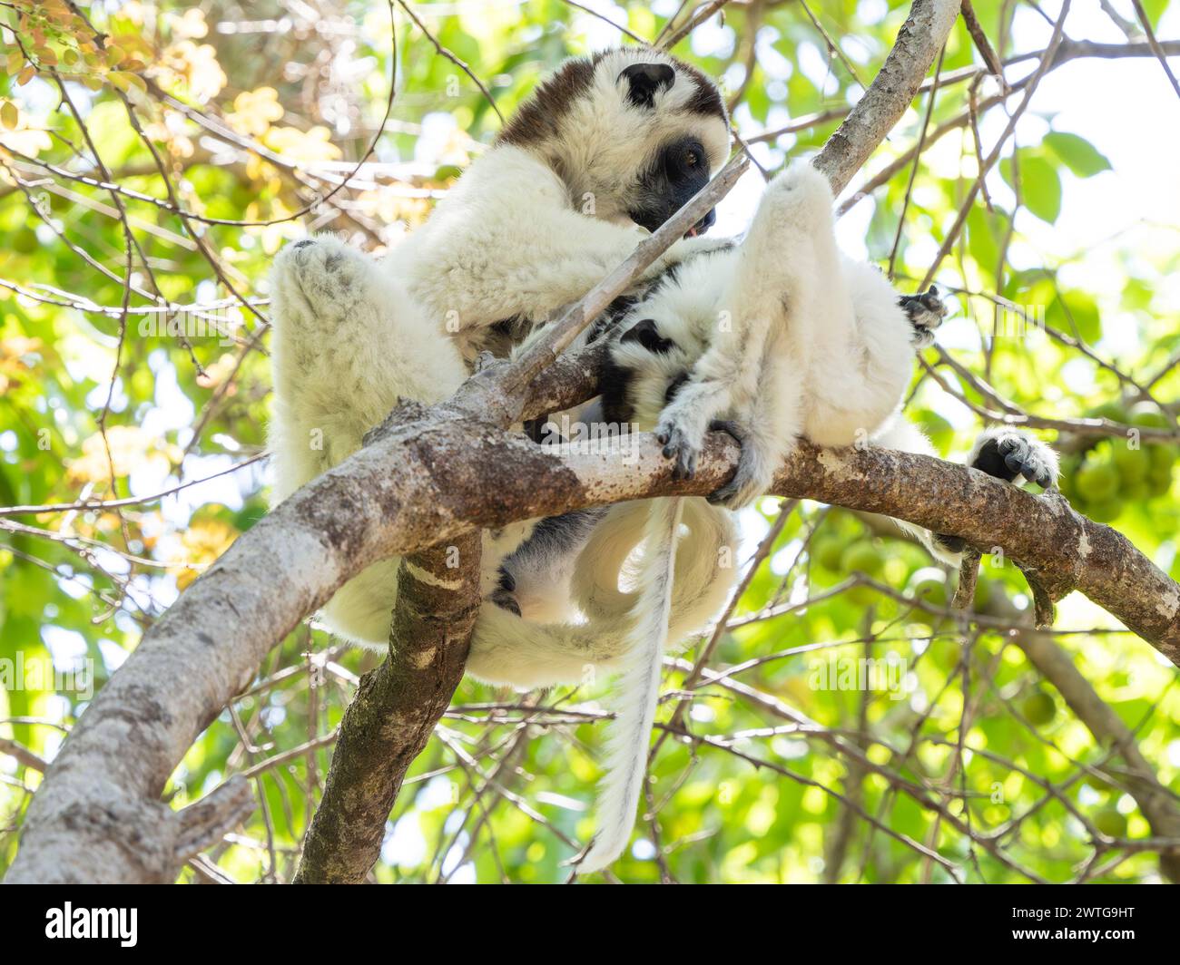 Parque nacional de madagascar hi-res stock photography and images - Alamy