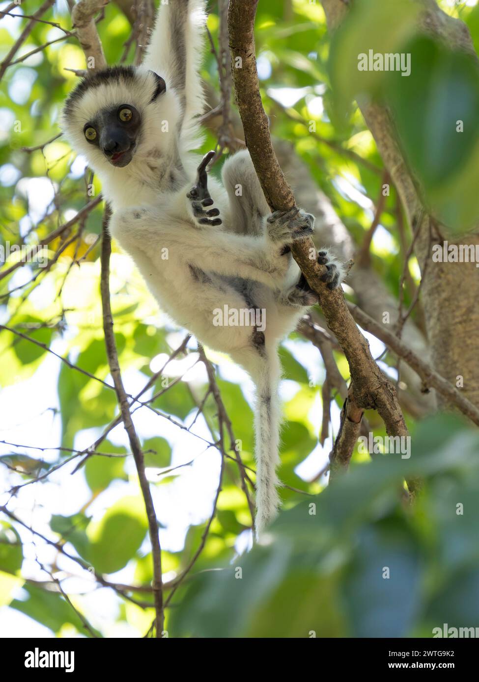 Verreaux's sifaka, Propithecus verreauxi, Isalo National Park ...