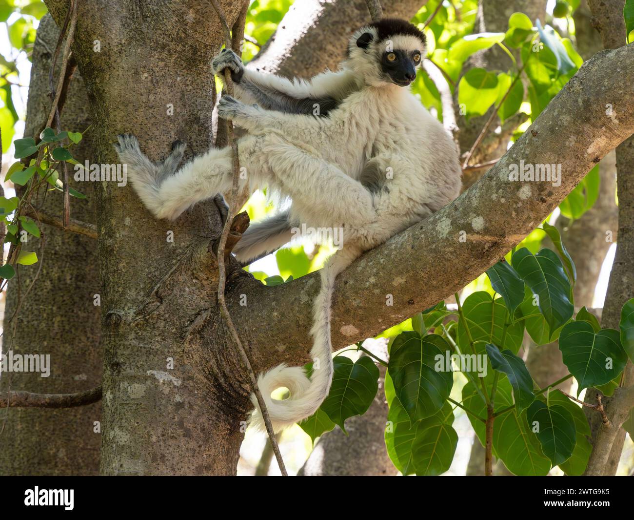 Nacional de madagascar hi-res stock photography and images - Alamy