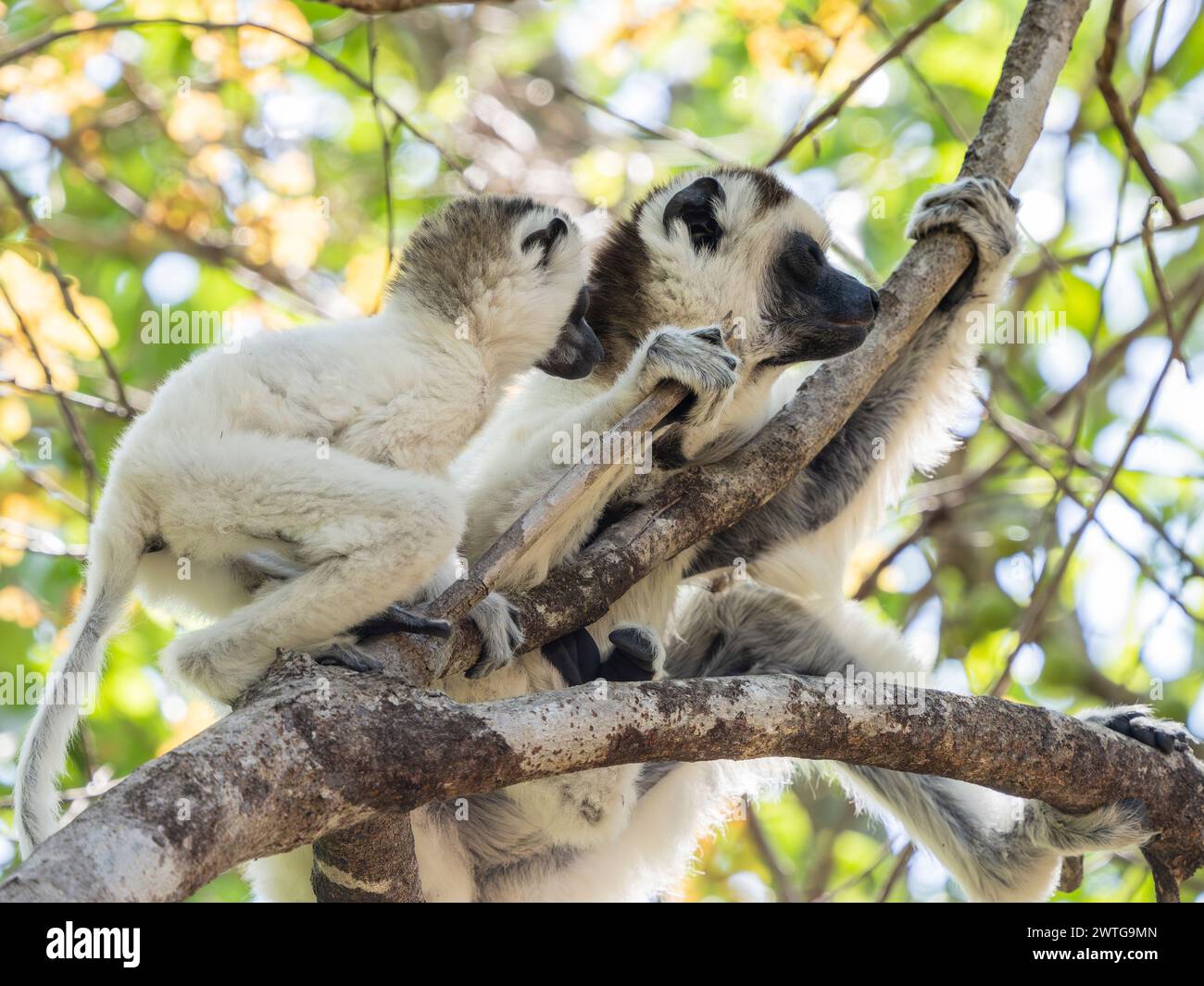 Verreaux's sifaka, Propithecus verreauxi, Isalo National Park ...