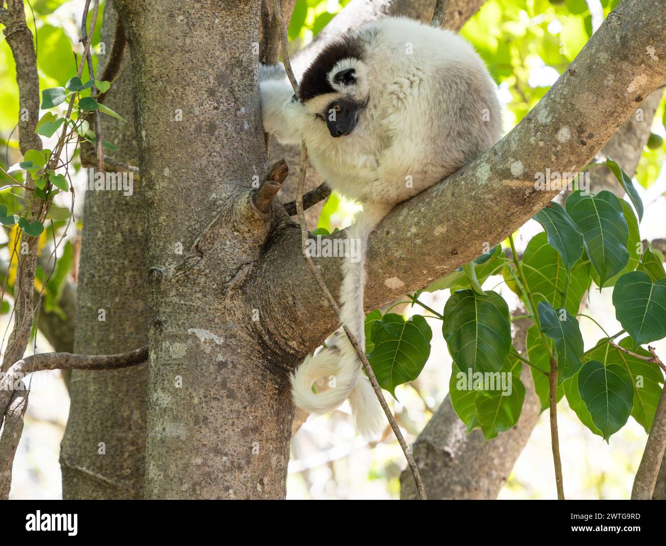 Parque nacional de madagascar hi-res stock photography and images - Alamy