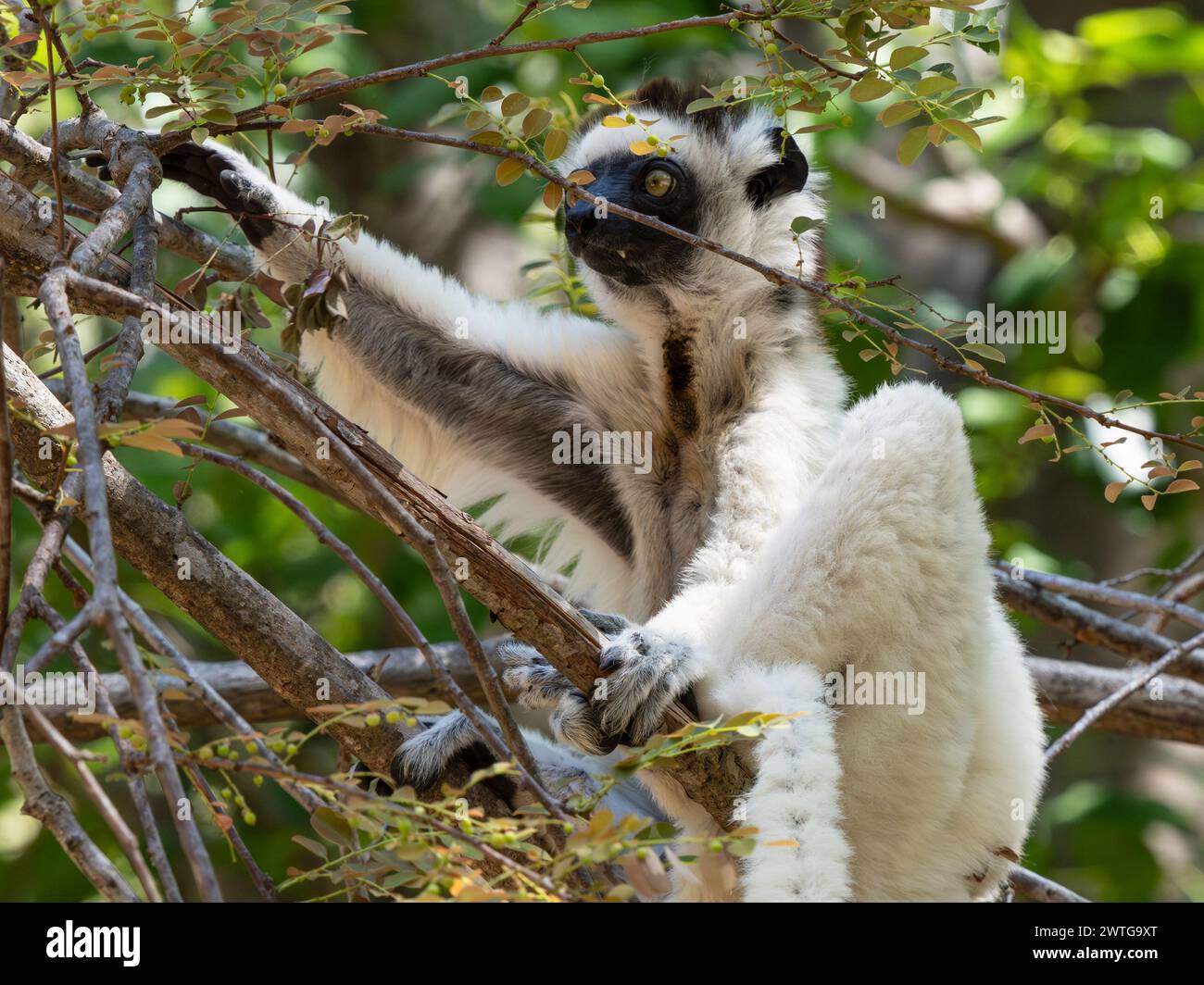 Parque nacional de madagascar hi-res stock photography and images - Alamy