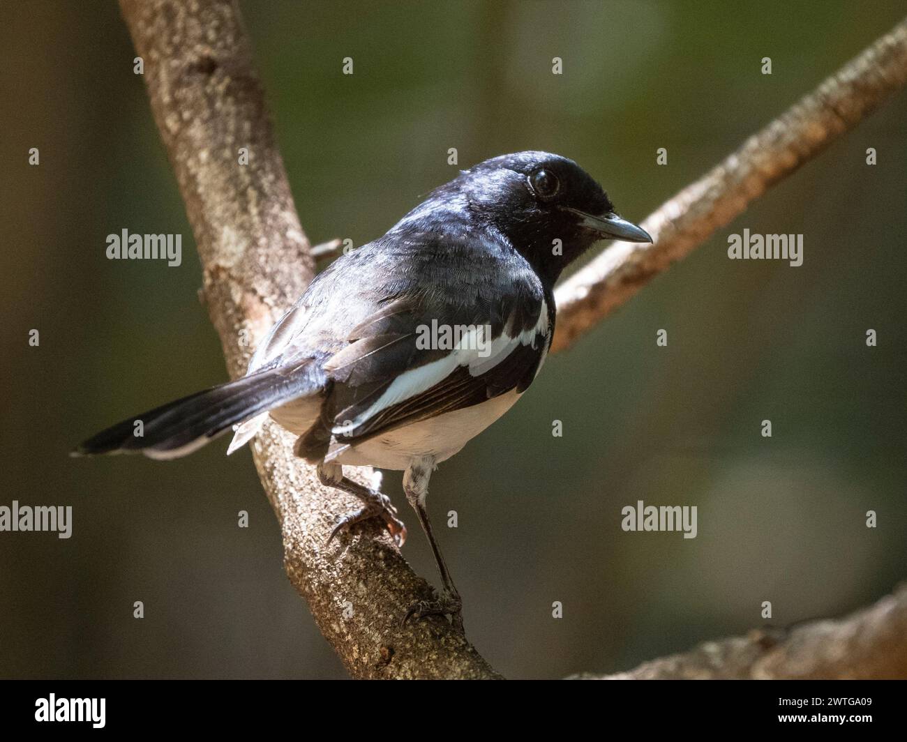 Magpie robin de madagascar hi-res stock photography and images - Alamy