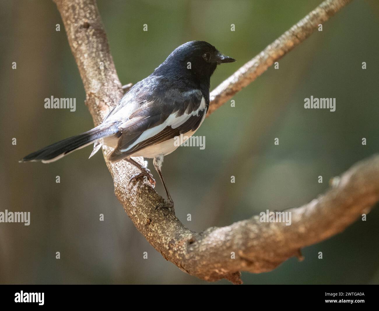 Madagascar robin robin hi-res stock photography and images - Alamy