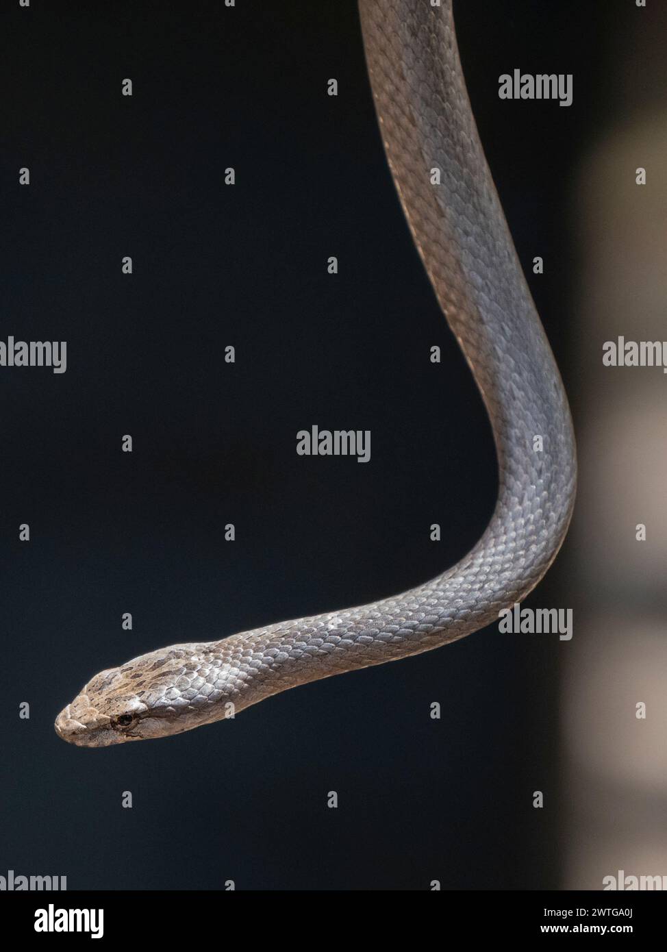 Pencil snake, Mimophis mahfalensis, Isalo National Park, Madagascar ...