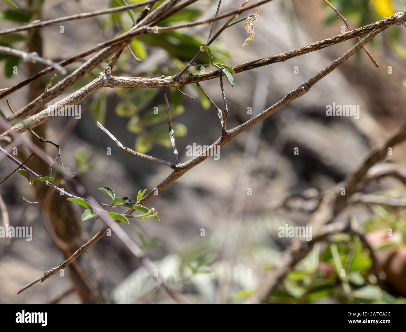 Walking stick insect,Achrioptera impennis, Isalo National Park ...