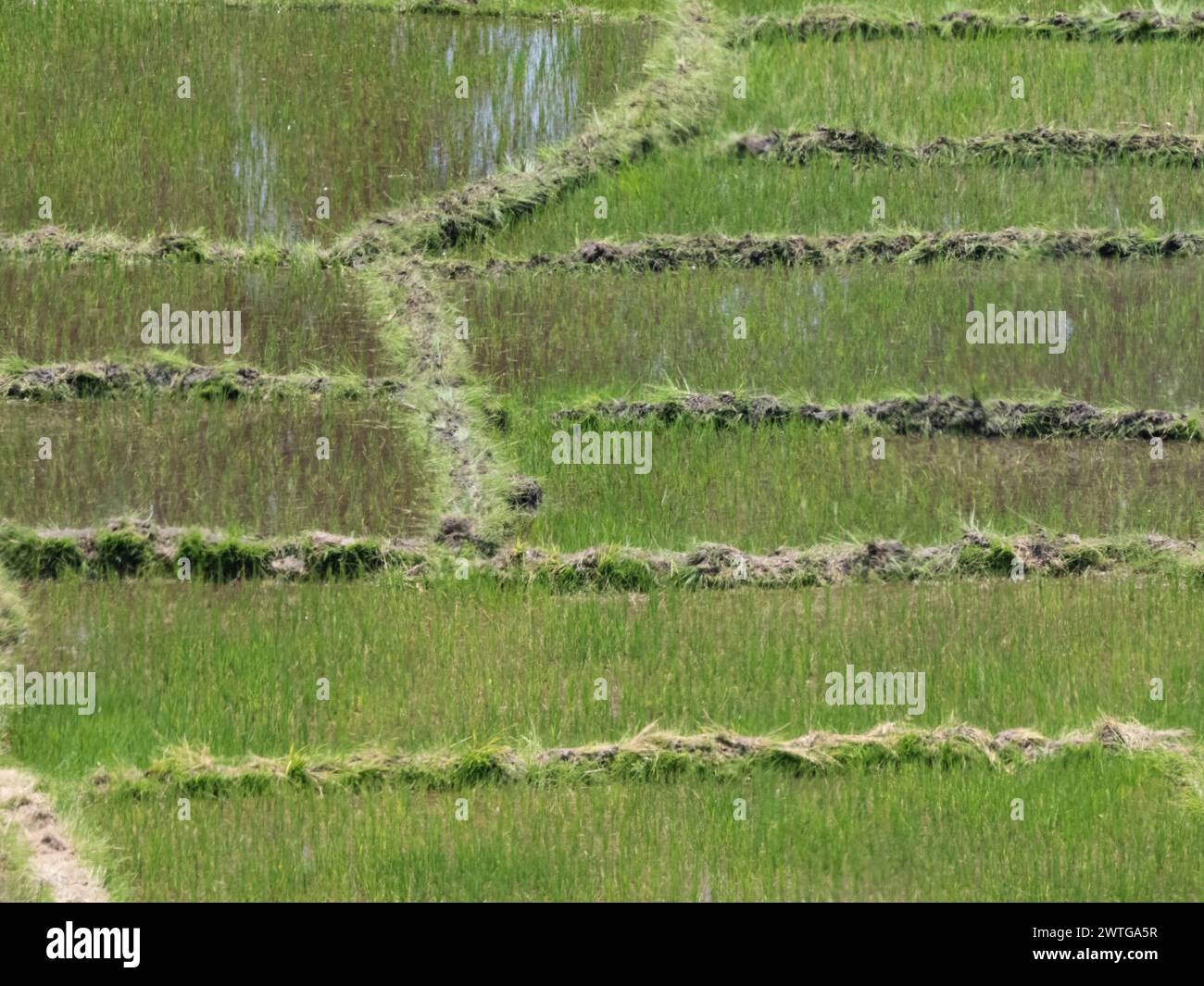 Madagascar rice agriculture hi-res stock photography and images - Alamy