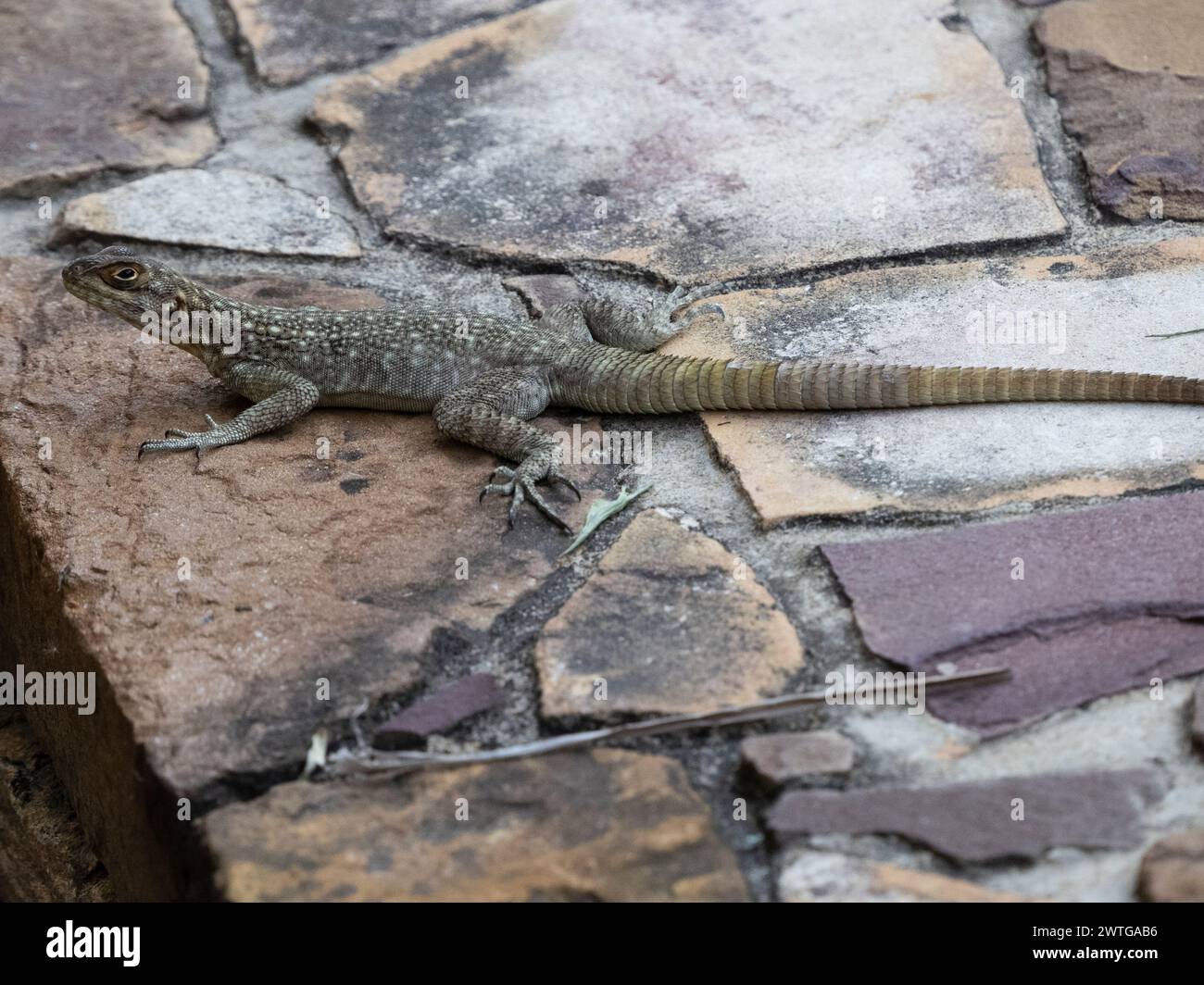 Duméril's Madagascar Swift, Oplurus quadrimaculatus, Le Jardin du Roy ...