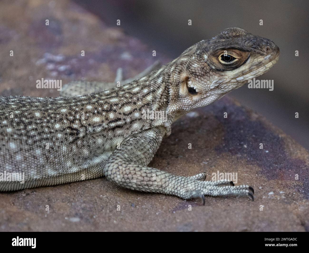 Madagascar spotted spiny tailed iguana hi-res stock photography and ...