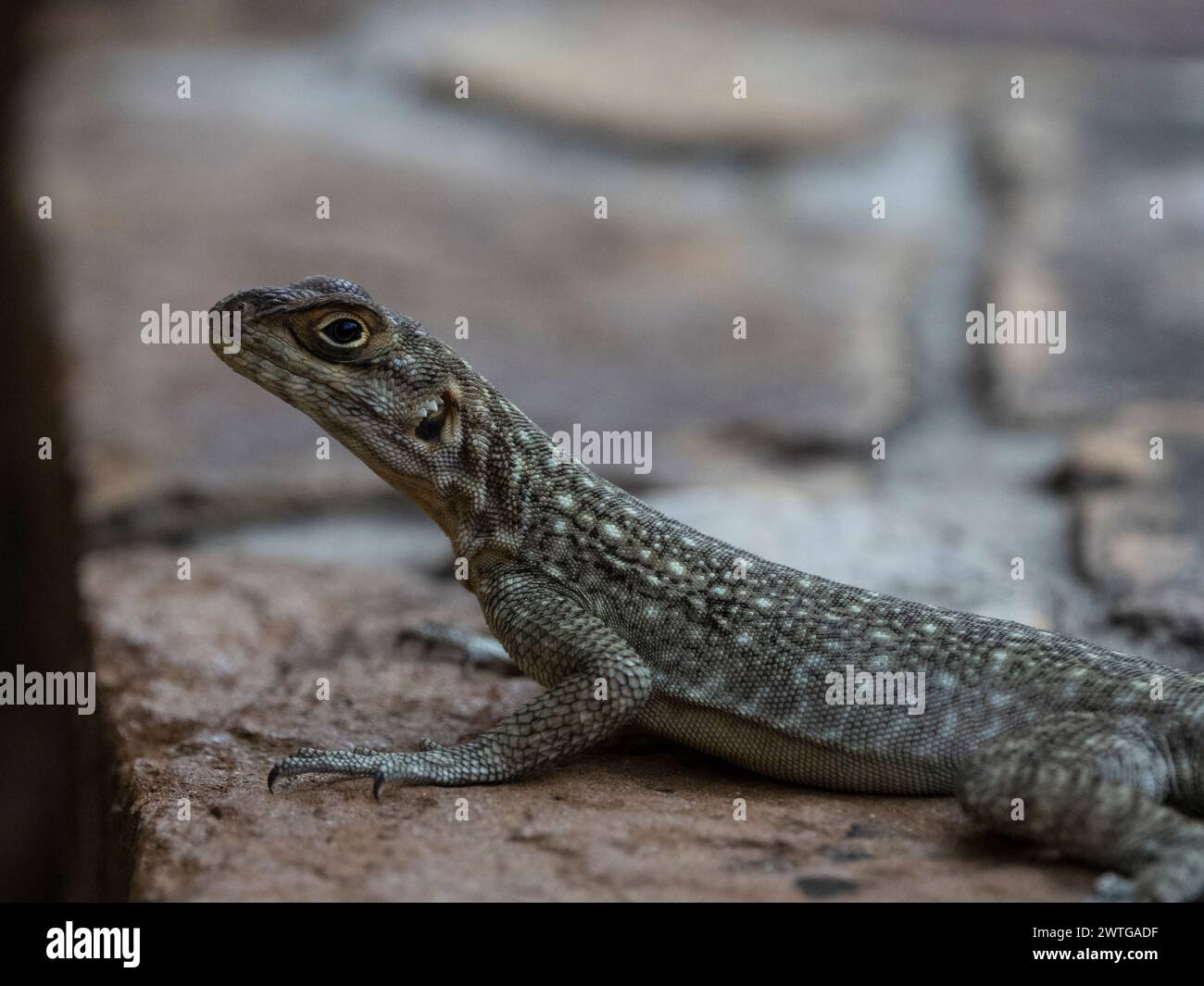 Duméril's Madagascar Swift, Oplurus quadrimaculatus, Le Jardin du Roy ...