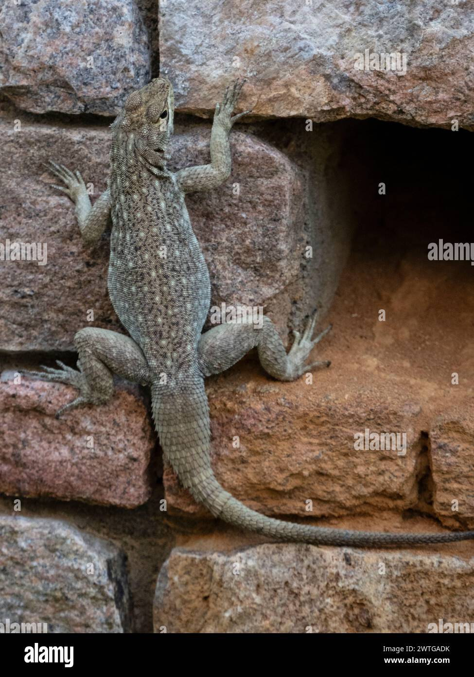 Duméril's Madagascar Swift, Oplurus quadrimaculatus, Le Jardin du Roy ...