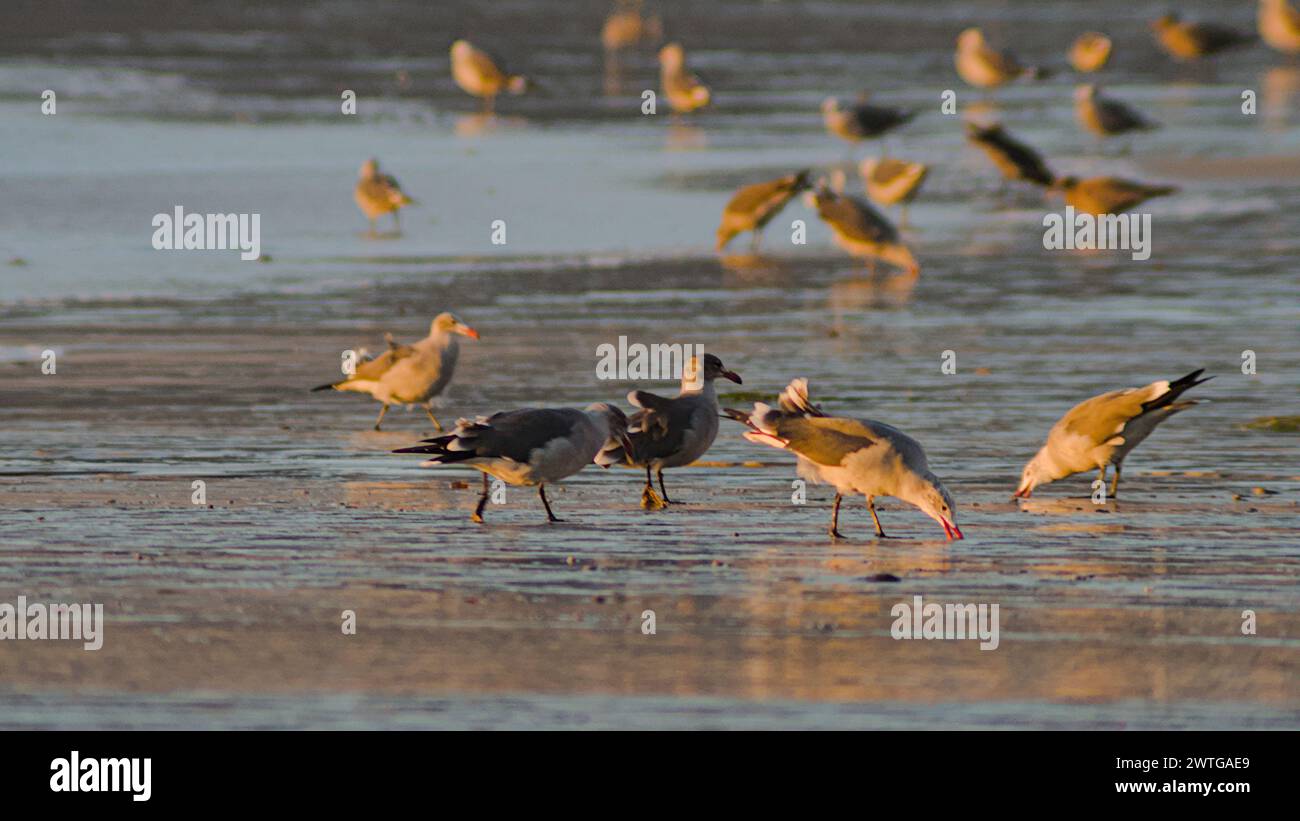 English sea birds hi-res stock photography and images - Alamy