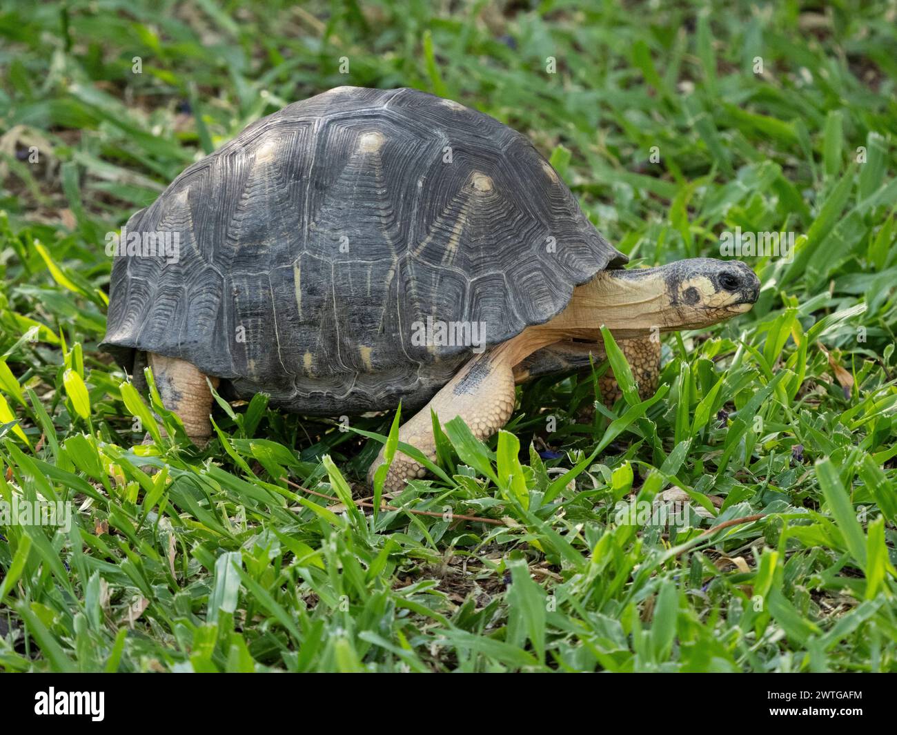 Radiated tortoise, Astrochelys radiata, Le Jardin du Roy, Ranohira ...