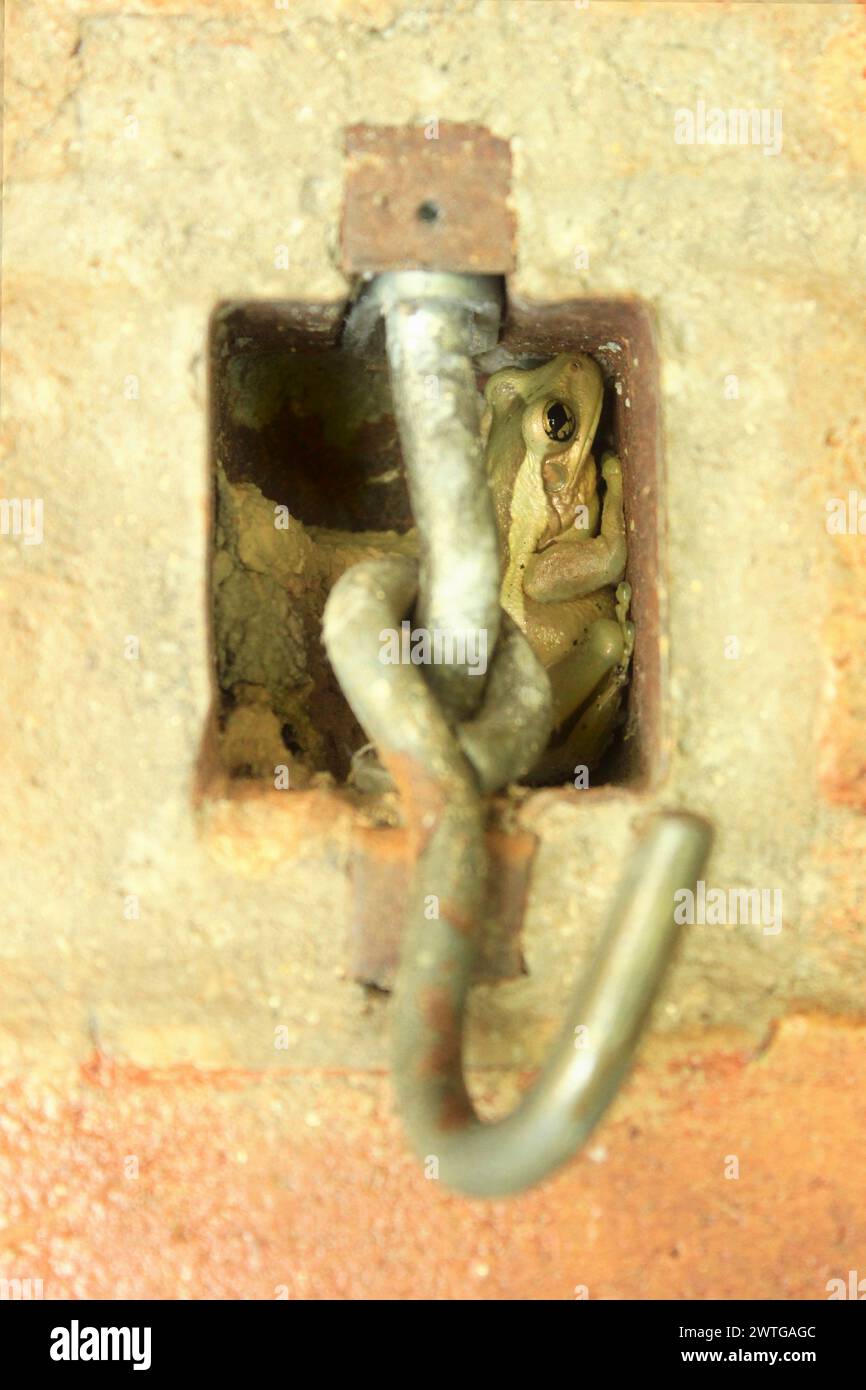 Tree frog Trachycephalus Mesophaeus, known as Golden Tree frog or ...