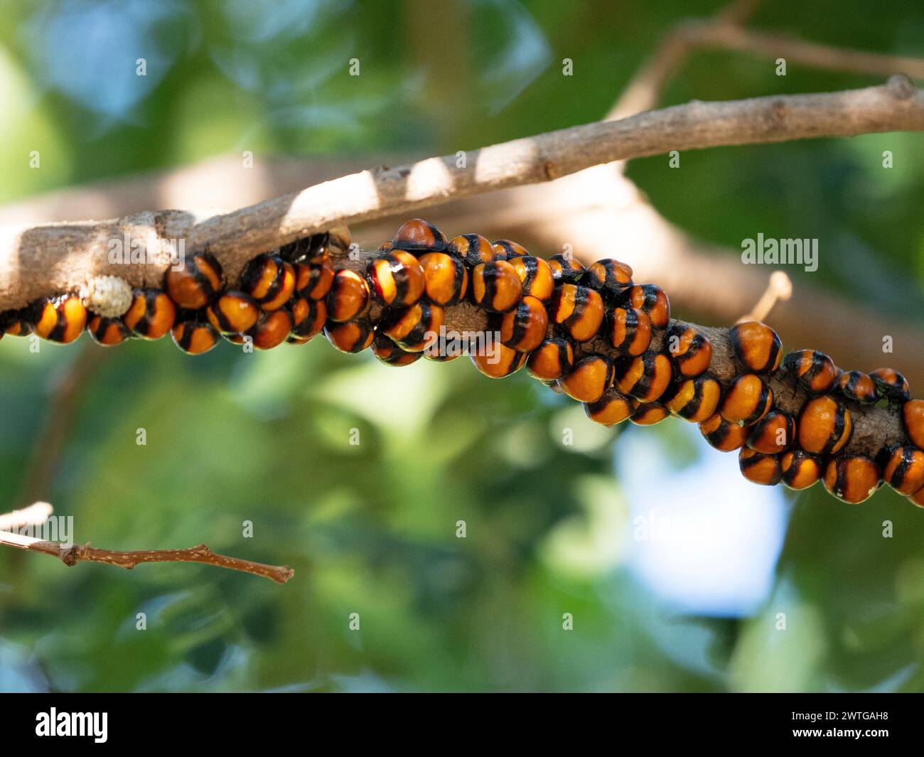 Plataspid shield-bug, Libyaspis coccinelloides, Le Jardin du Roy ...