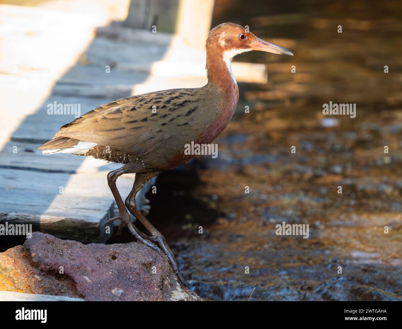 Cuviers rail hi-res stock photography and images - Alamy