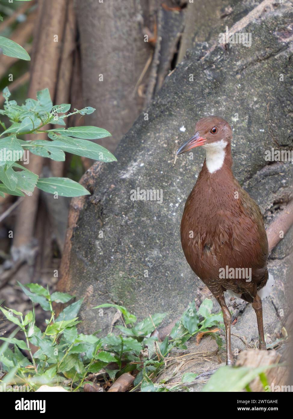 White-throated rail, Dryolimnas cuvieri, Le Jardin du Roy, Ranohira ...