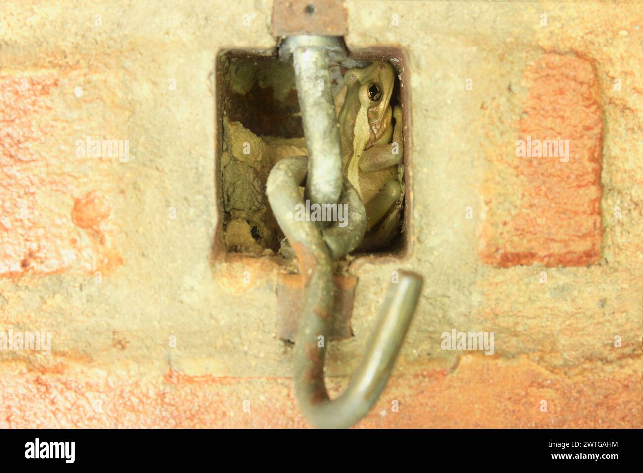 Tree frog Trachycephalus Mesophaeus, known as Golden Tree frog or ...