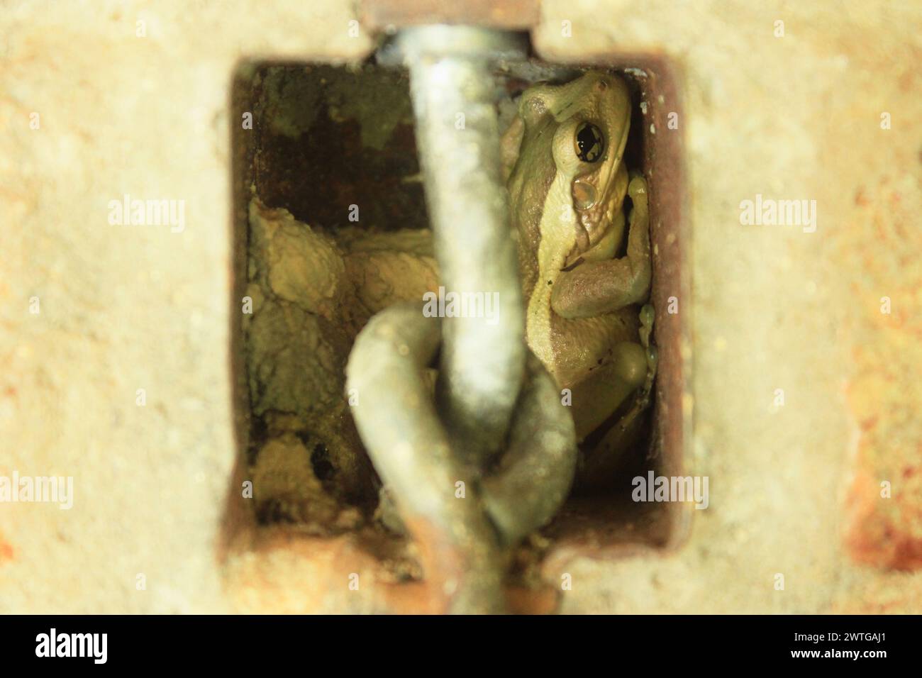 Tree frog Trachycephalus Mesophaeus, known as Golden Tree frog or ...