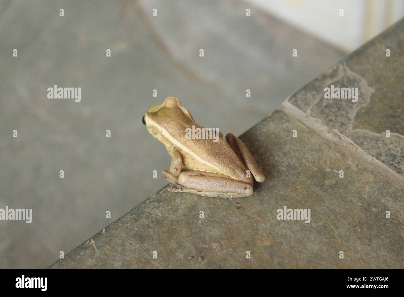 Tree frog Trachycephalus Mesophaeus, known as Golden Tree frog or ...