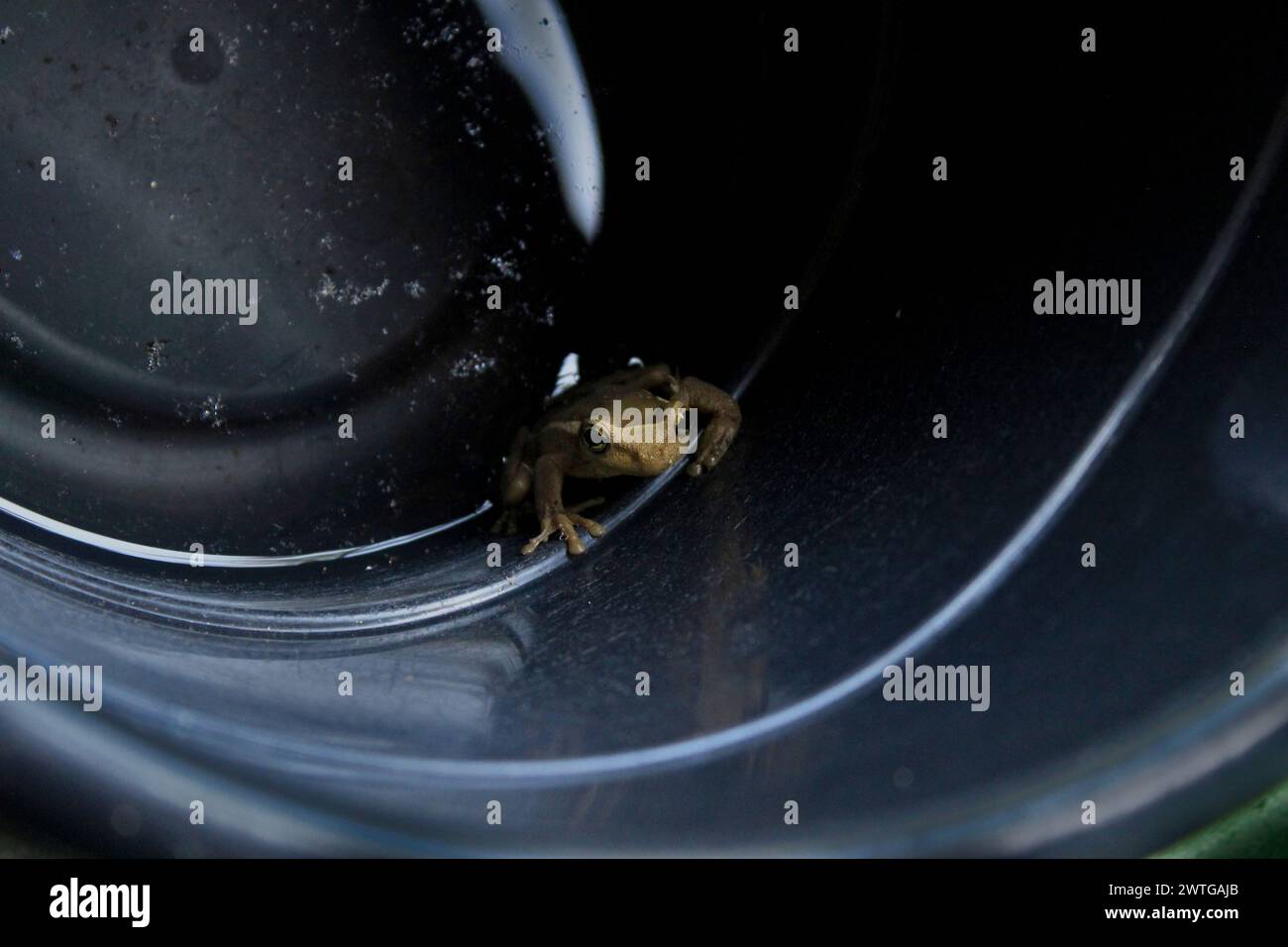 Tree frog Trachycephalus Mesophaeus, known as Golden Tree frog or Sticky Tree frog. Species of ...