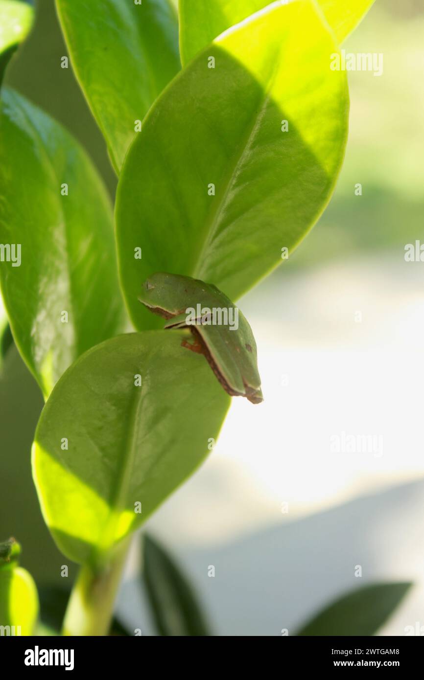 Tree frog Phyllomedusa Distincta, known as Leaf Tree frog, Leaf Frog or ...