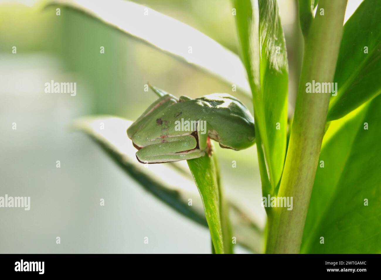 Tree frog Phyllomedusa Distincta, known as Leaf Tree frog, Leaf Frog or Monkey Frog. Species of ...
