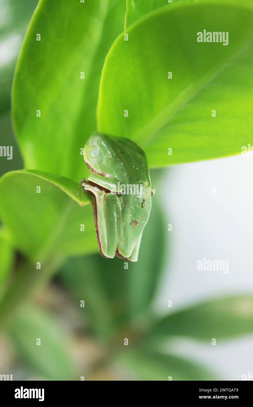 Tree frog Phyllomedusa Distincta, known as Leaf Tree frog, Leaf Frog or Monkey Frog. Species of ...